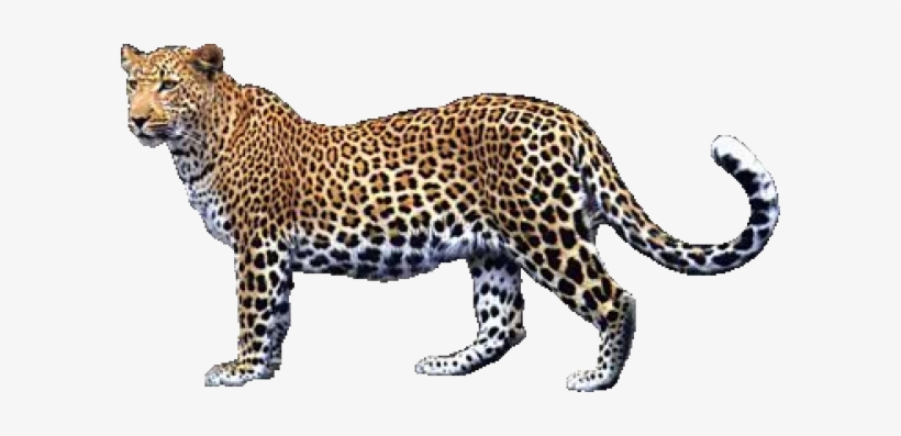 Leopard Png Free Download - Leopard Png - 600x317 PNG Download - PNGkit