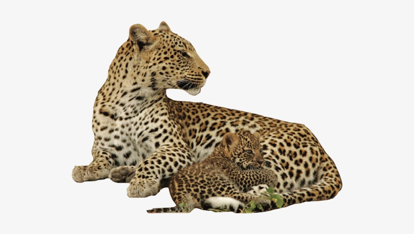 Only 35 Remaining In The Wild, Every Each And Every - Sonai Rupai ...