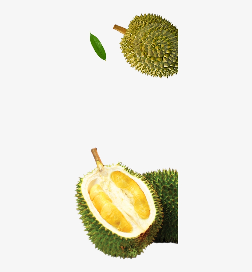 Malaysia Durian - Durian - 341x804 PNG Download - PNGkit