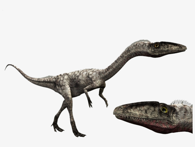 Eoraptor Size
