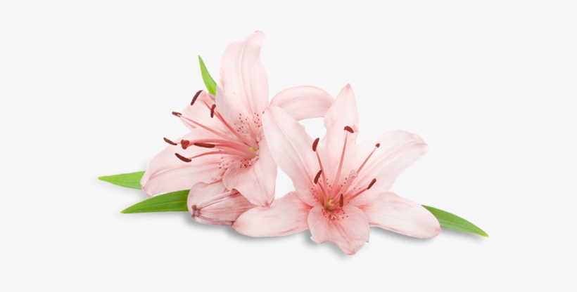 Welcome To - Transparent Spa Flowers Png - 605x365 PNG Download - PNGkit