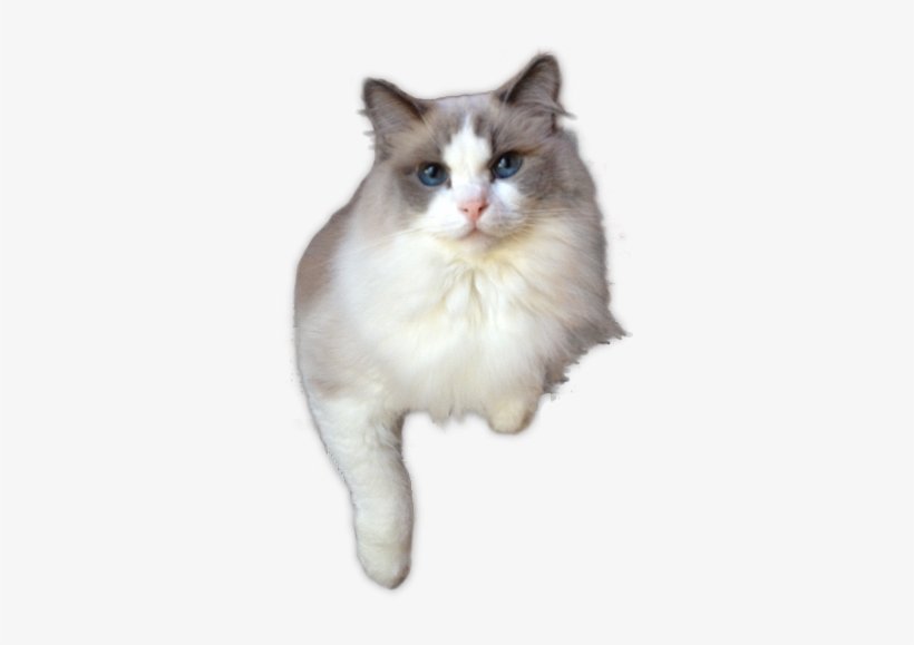 Ragdolls Totally Terrific Ragdoll Kittens In Texas - Transparent ...