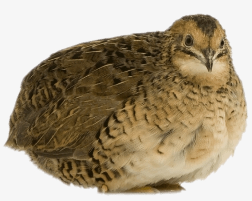 Download Quail Resting Png Images Background - 850x650 PNG Download ...