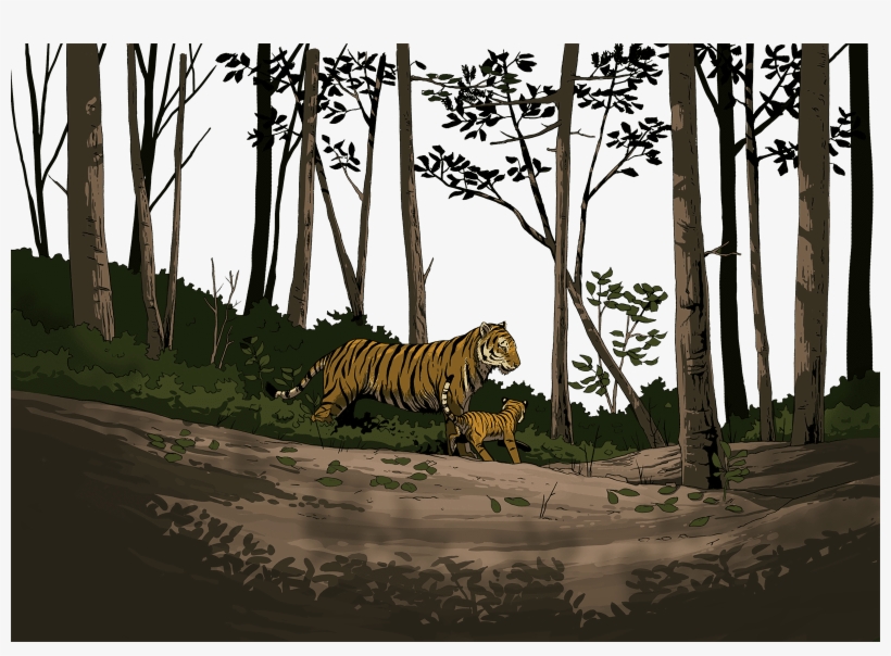 Tigers Walking Through The Forest - Siberian Tiger - 1600x1102 PNG ...