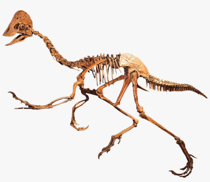 Download Transparent Tails Tell The Tale Of Dinosaur Sex - Anzu Wyliei Skeleton - PNGkit