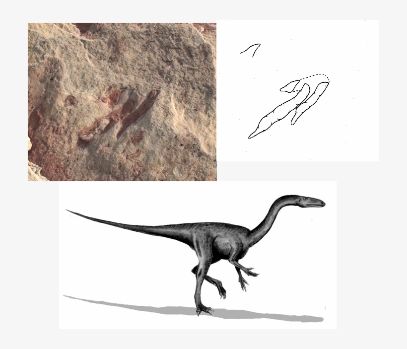 Grallator - Segisaurus - 708x623 PNG Download - PNGkit