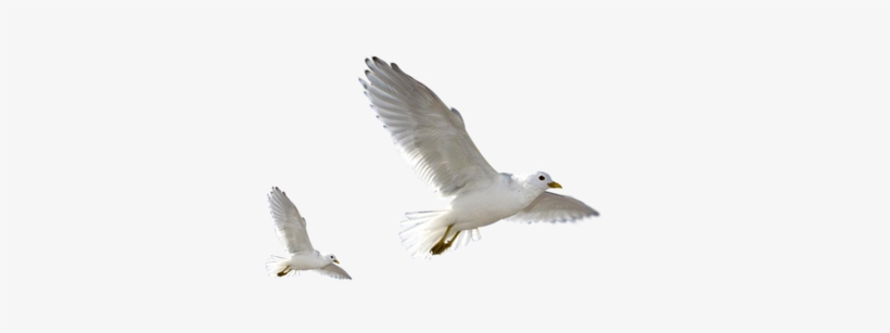 White Birds Png Clip Black And White - Real Birds Png - 465x355 PNG ...