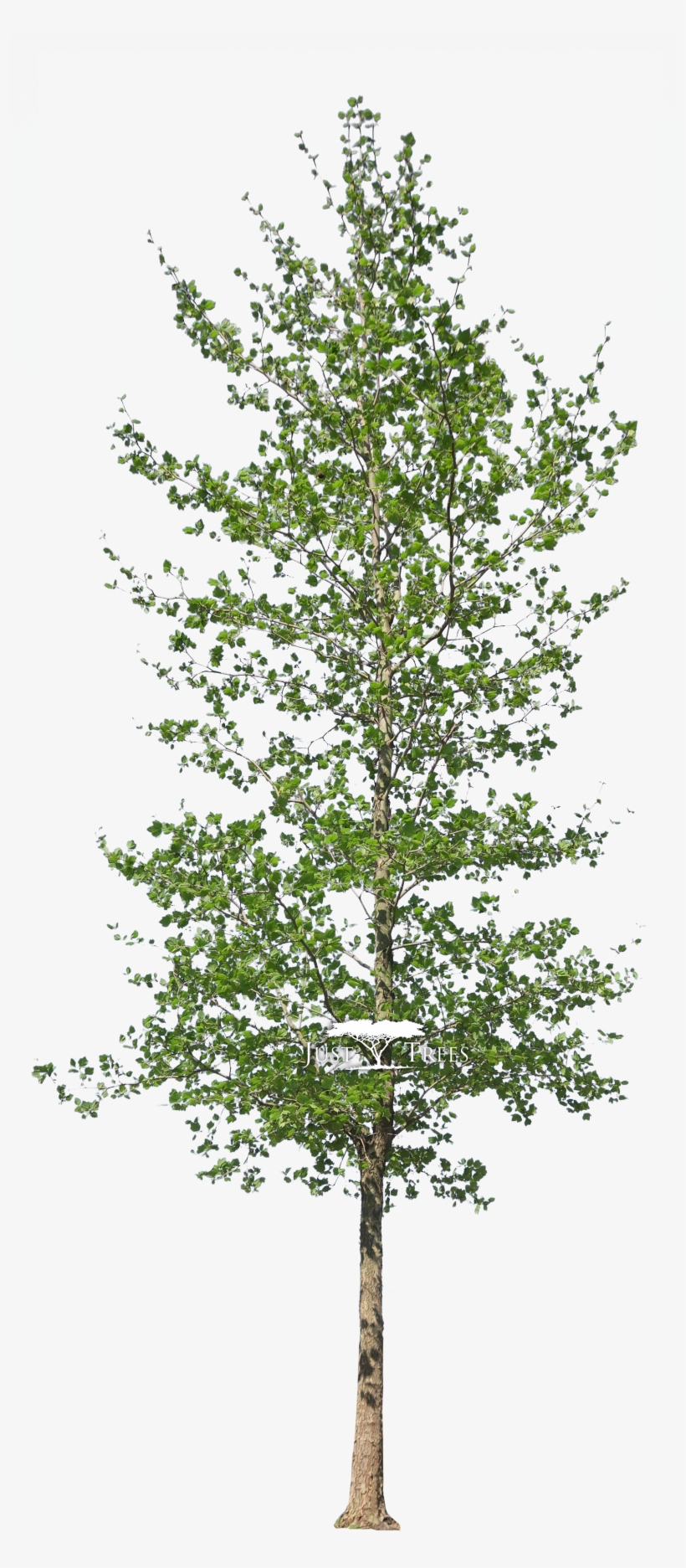 Platanus Acerifolius - London Plane Tree Png - 1645x3828 PNG Download ...