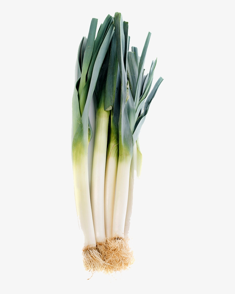 Welsh Onion - 847x1000 PNG Download - PNGkit