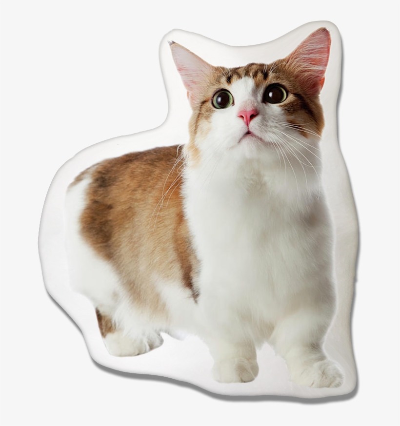 Munchkin Cat Pillow - Biggest Munchkin Cat - 1000x913 PNG Download - PNGkit