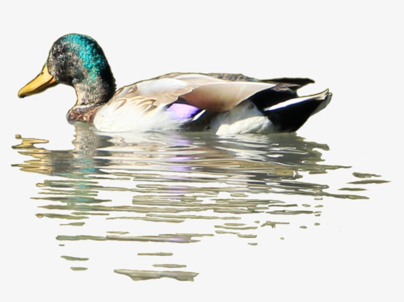 Download Transparent Ducks Png - PNGkit