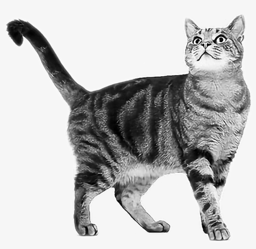 Tabby Sticker - Best Cats For India - 1024x1024 PNG Download - PNGkit