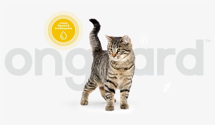 Onguard Uses Two Active Ingredients That Are Commonly - Dragon Li ...