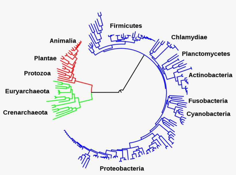 Image Result For Tree Of Life - Bacteria Evolution Tree - 1024x713 PNG ...