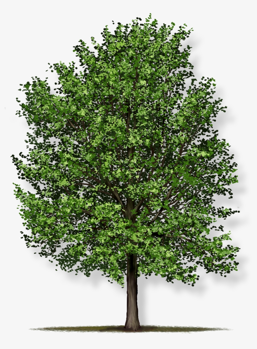 Tree Height - Red Maple Trees - 836x1080 PNG Download - PNGkit