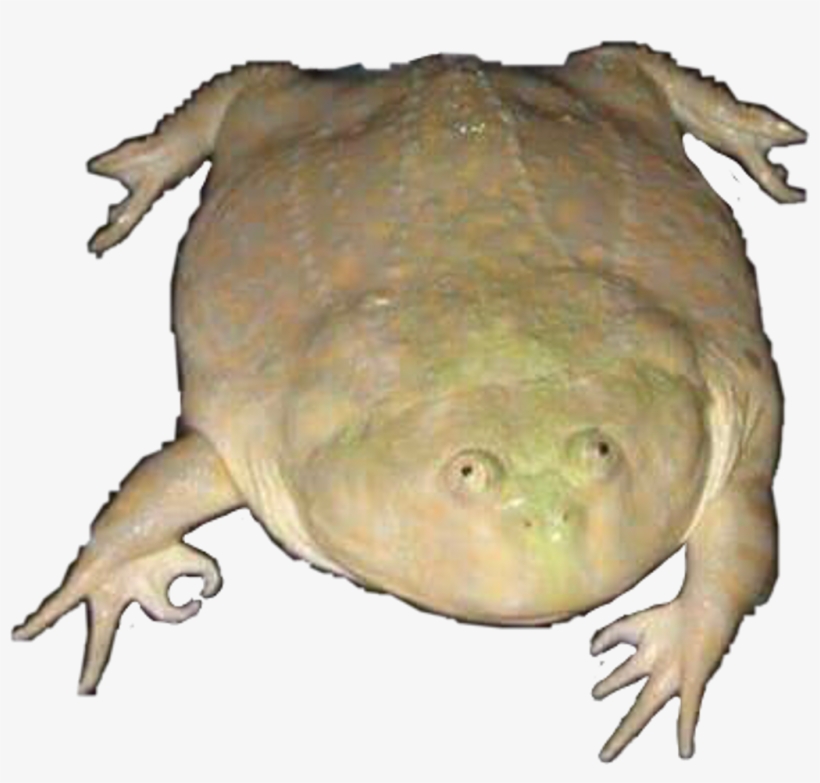 Download Transparent Meme Sticker - Wednesday Frog Png - PNGkit