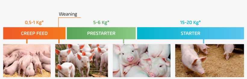 Piglet Png - 2964x813 PNG Download - PNGkit
