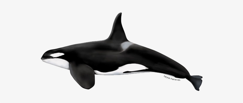 Killer Whale - 640x427 PNG Download - PNGkit