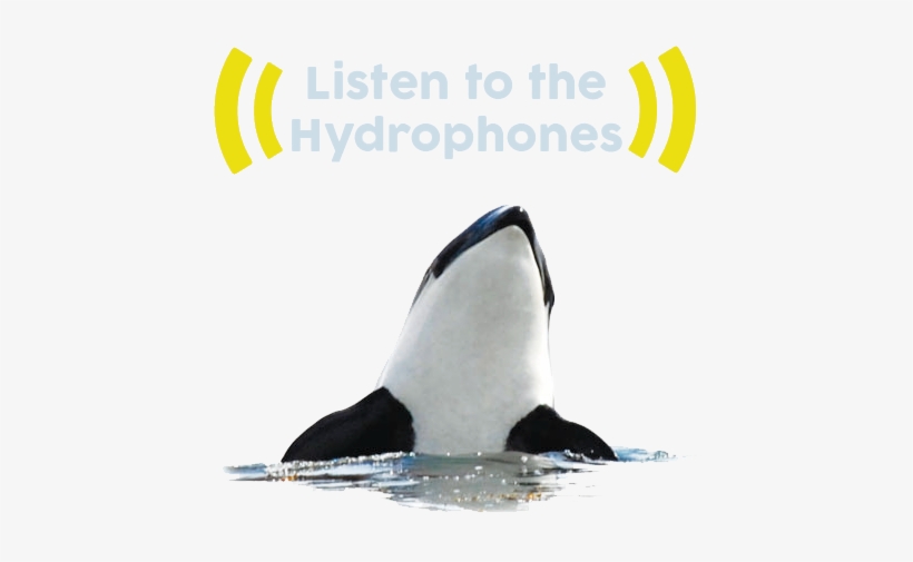 Salish Sea Network - Southern Resident Killer Whales - 476x476 PNG ...