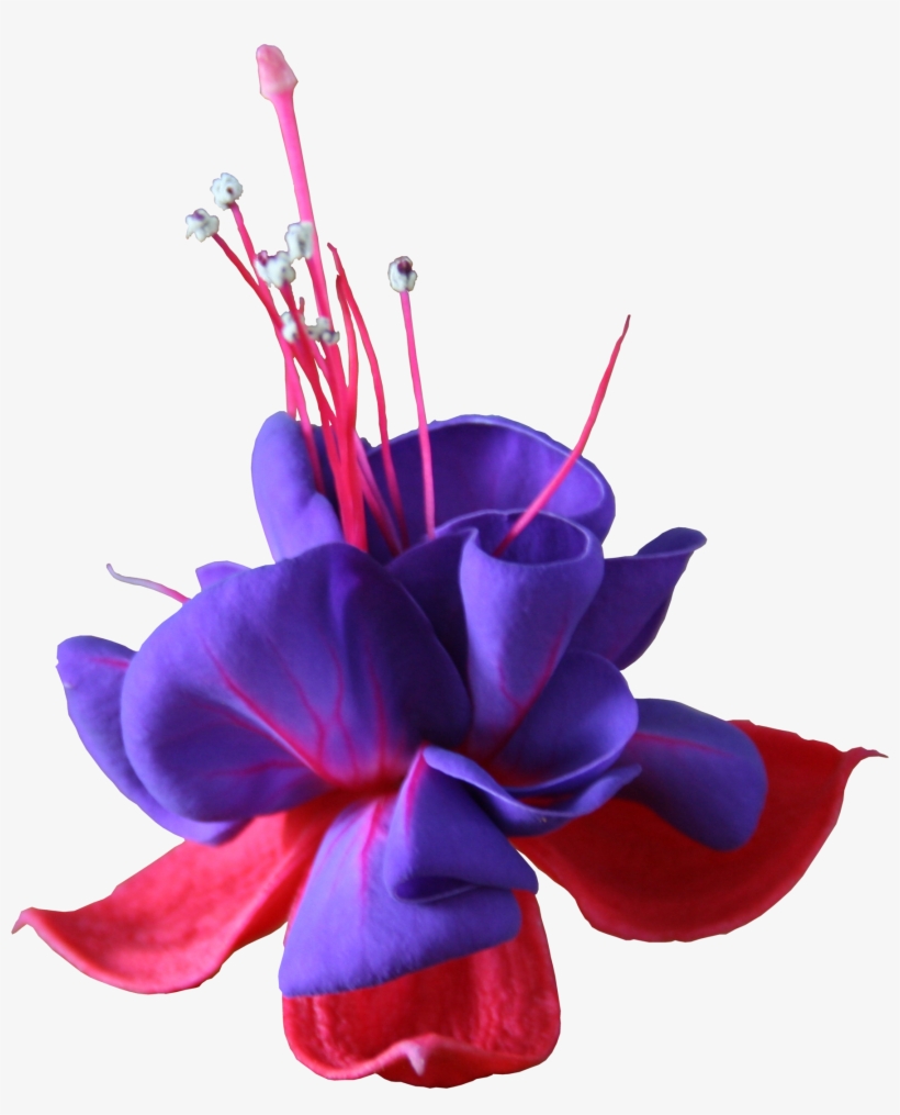 Fuchsia Flower Png - 1780x2118 PNG Download - PNGkit