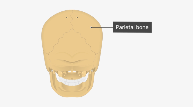 Posterior View Of The Parietal Bone Of The Skull - Superior Nuchal Line ...