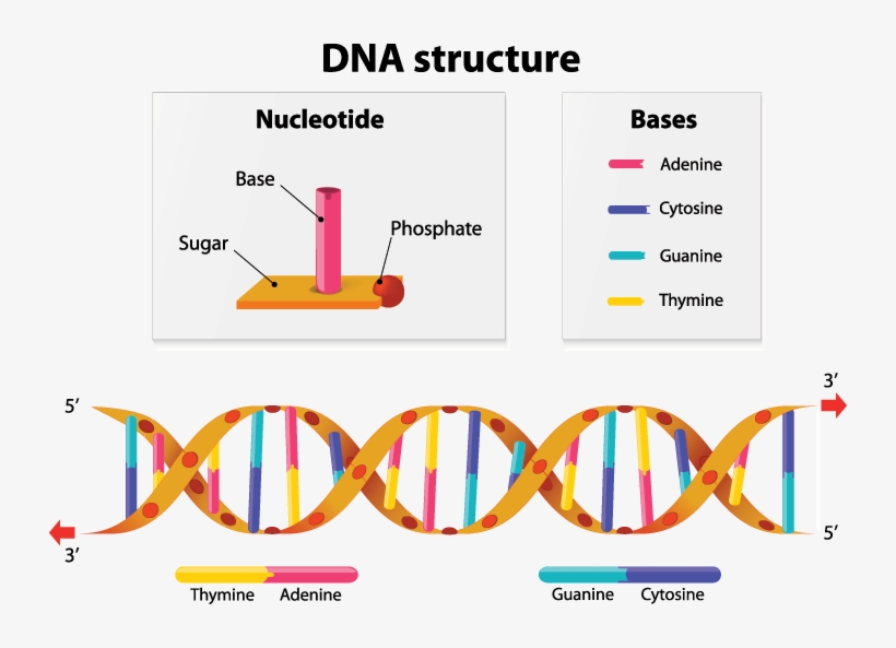 Download Transparent A Diagram Showing The Structure Of Dna ...