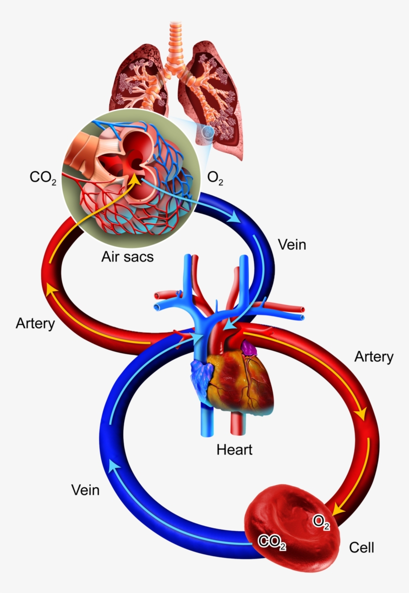 Download Transparent Oxygen, Carbon Dioxide, And Energy - PNGkit