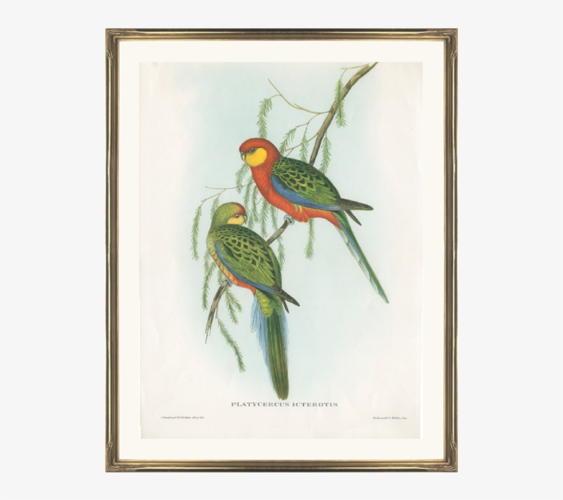 John Gould Prints - 562x714 PNG Download - PNGkit