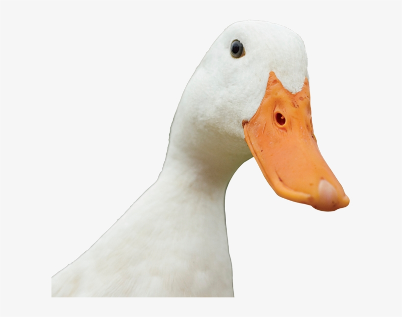 Duck Quack Png - Duck - 609x568 PNG Download - PNGkit
