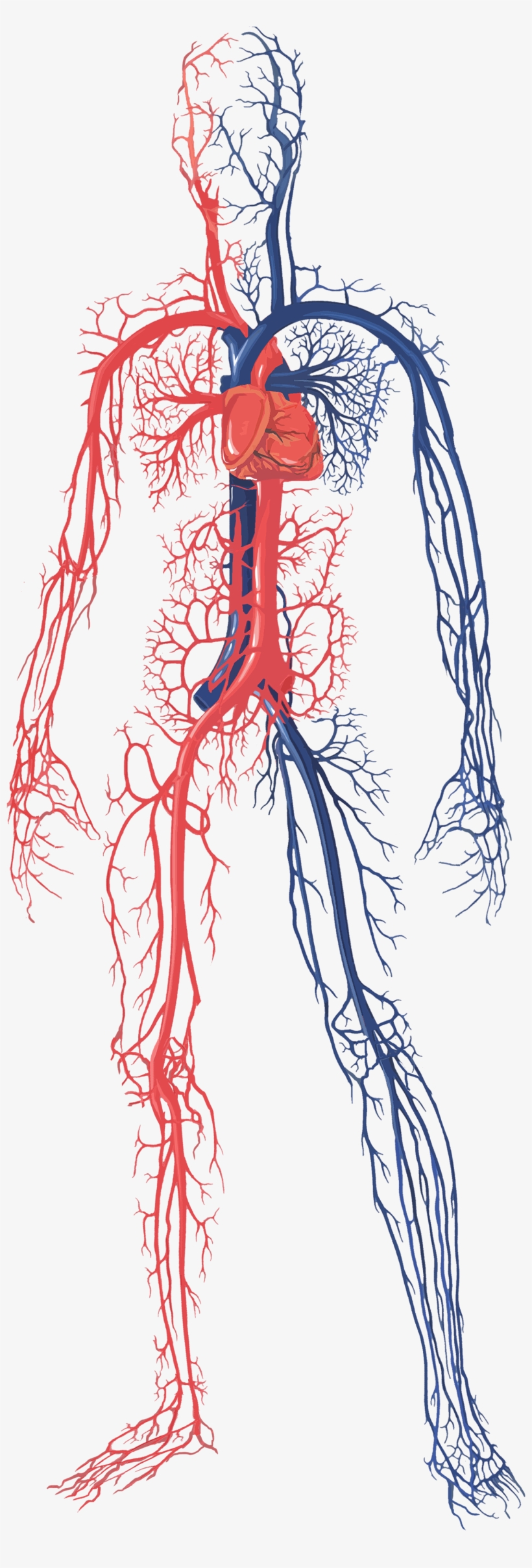 Female Circulatory System - Circulatory System Of A Human Body ...