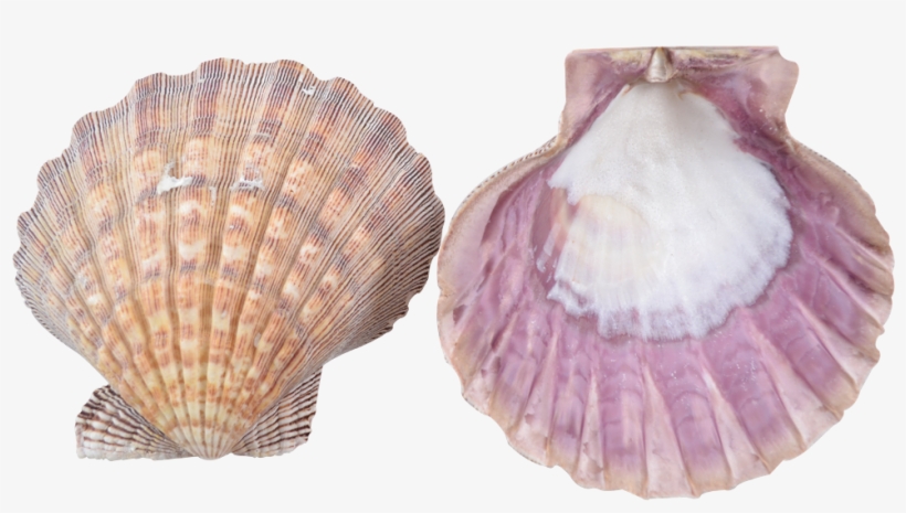 Scallop Shell - 1100x733 PNG Download - PNGkit