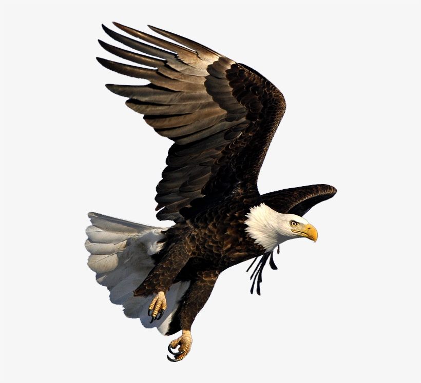 Bald Eagle Flying Png - Eagle Flying Png - 798x729 PNG Download - PNGkit