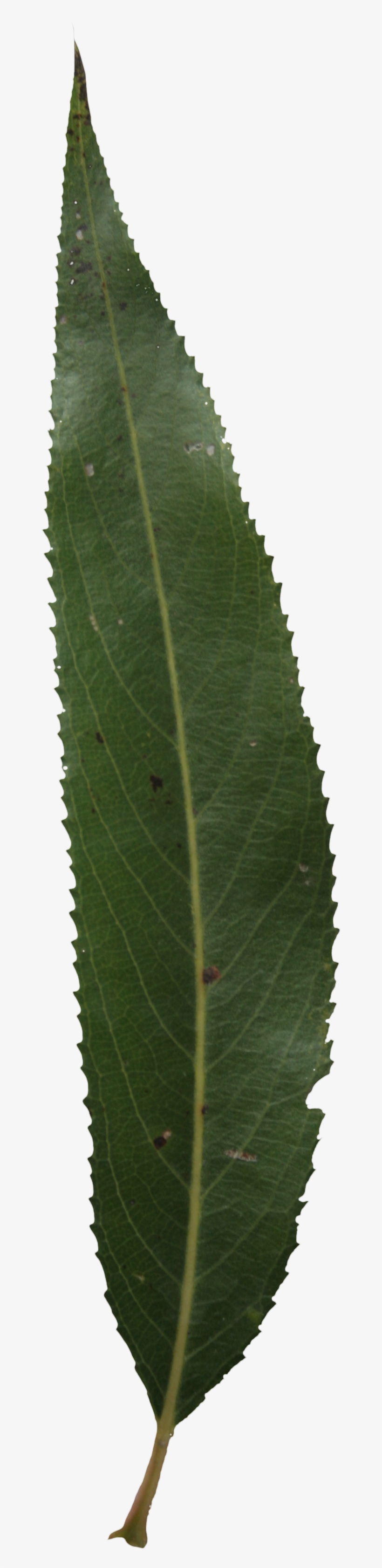 Single Green Leaf Png Image Free Download - 1268x3456 PNG Download - PNGkit