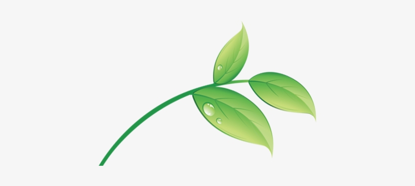 Connect With Us - Bio Leaf - 442x295 PNG Download - PNGkit