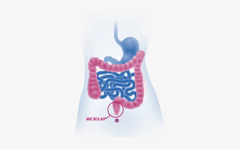 Excretion In The Rectum - Png Digestive System Png - 346x429 PNG ...