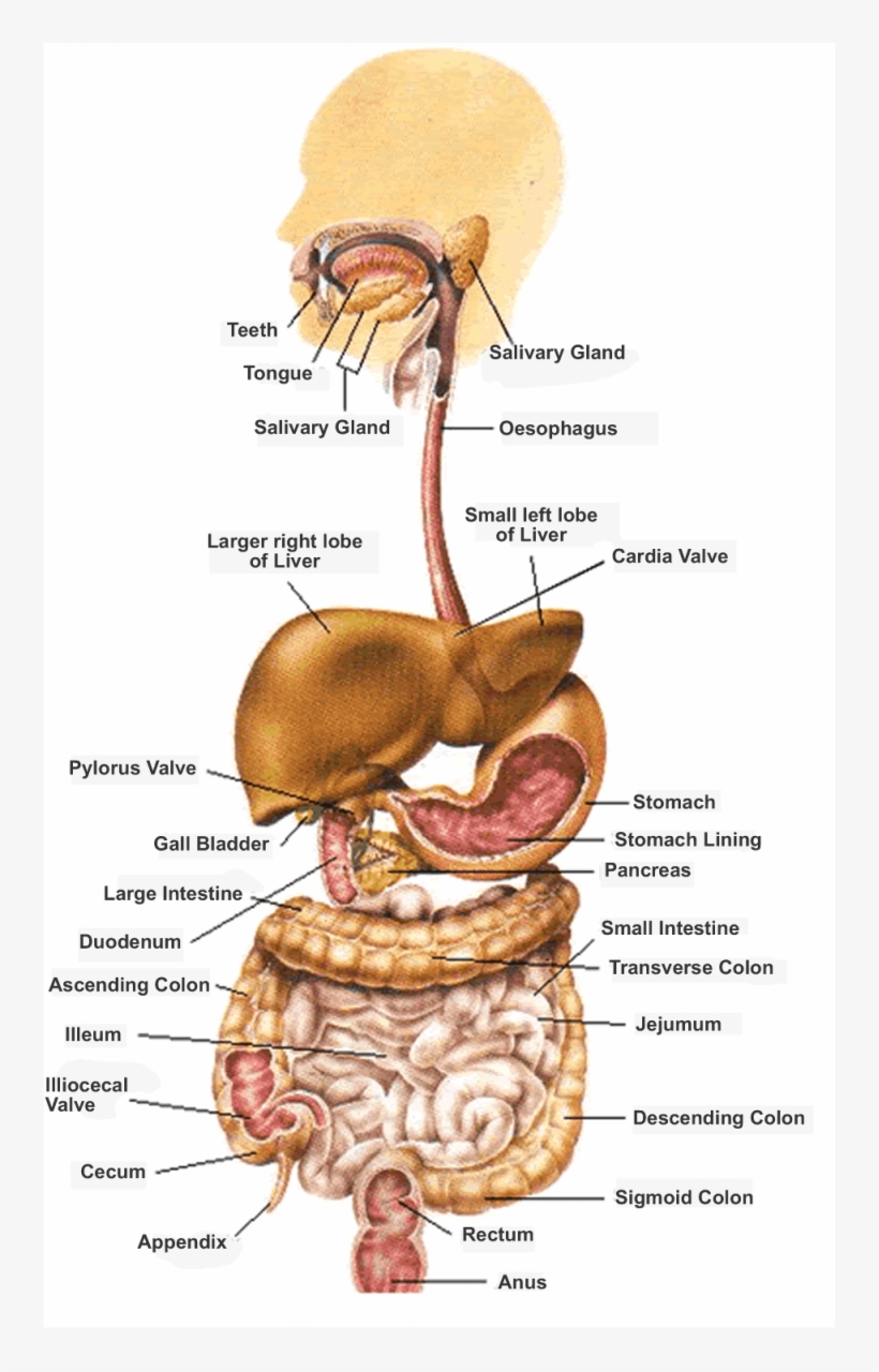 Download Transparent Human Digestive System - Path Of Food Through - PNGkit