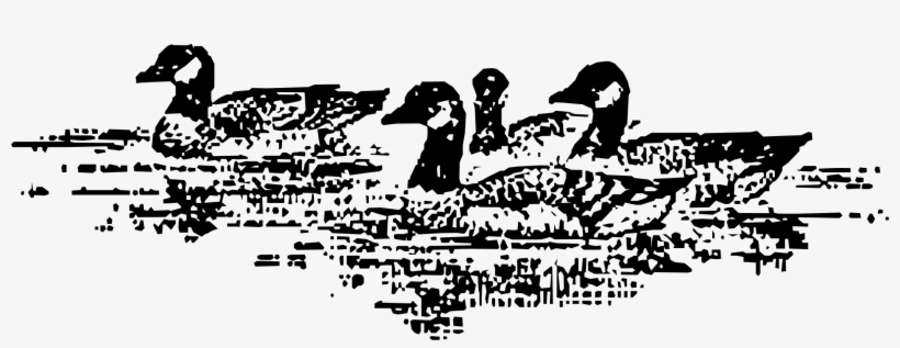 Goose Clipart Swimming - Illustration - 2177x736 PNG Download - PNGkit