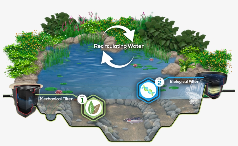 Pond Ecosystem Model