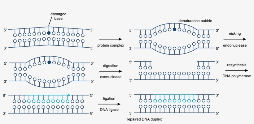 Dna Nucleotide Excision Repair - Mismatch Repair Vs Nucleotide Excision ...