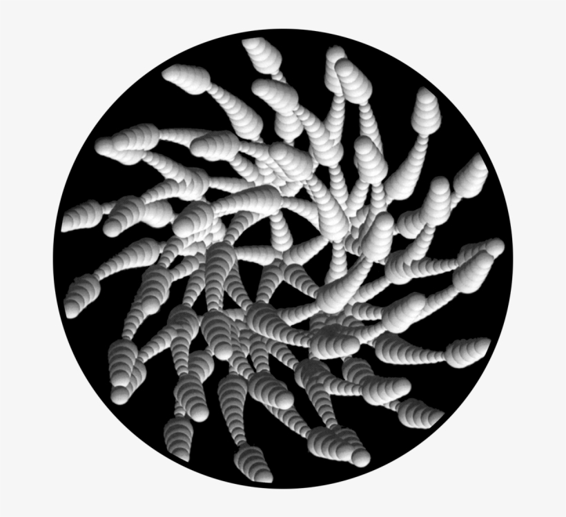 Rattle Wheel - Circle - 800x800 PNG Download - PNGkit