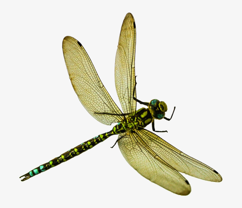 Dragonfly - 866x650 PNG Download - PNGkit