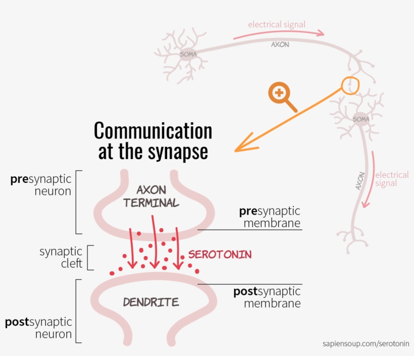 Chemical Communication At The Synapse Between Presynaptic - Peach ...
