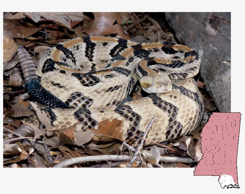 Canebrake Rattlesnake Crotalus Horridus - Ground Rattlesnake ...