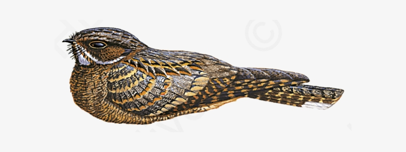 Madagascar Nightjar - Crocodile - 600x227 PNG Download - PNGkit