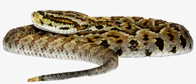 Burmese Python - 4928x3264 PNG Download - PNGkit