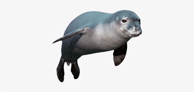 Seal Png - 462x336 PNG Download - PNGkit