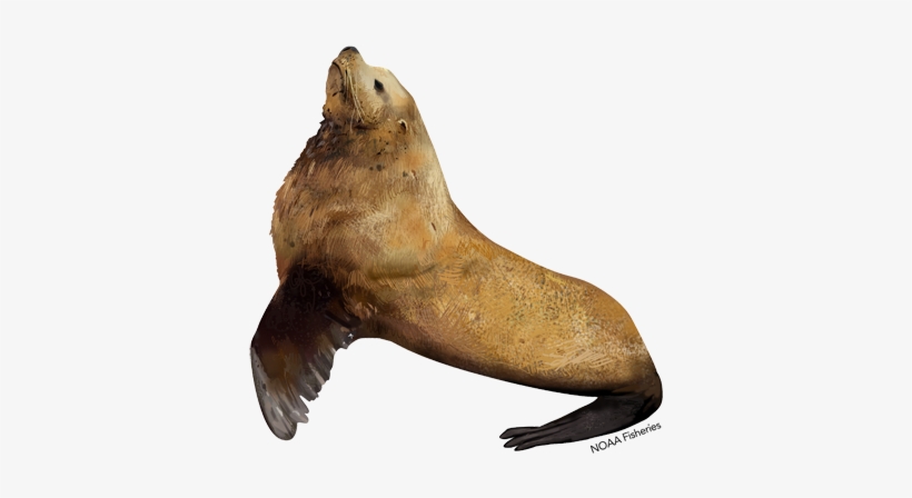 Steller Sea Lion - 640x427 PNG Download - PNGkit