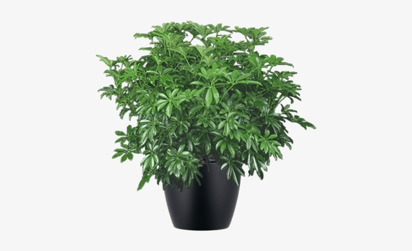 Schefflera Arboricola Umbrella Plant In Black Container - Schefflera ...
