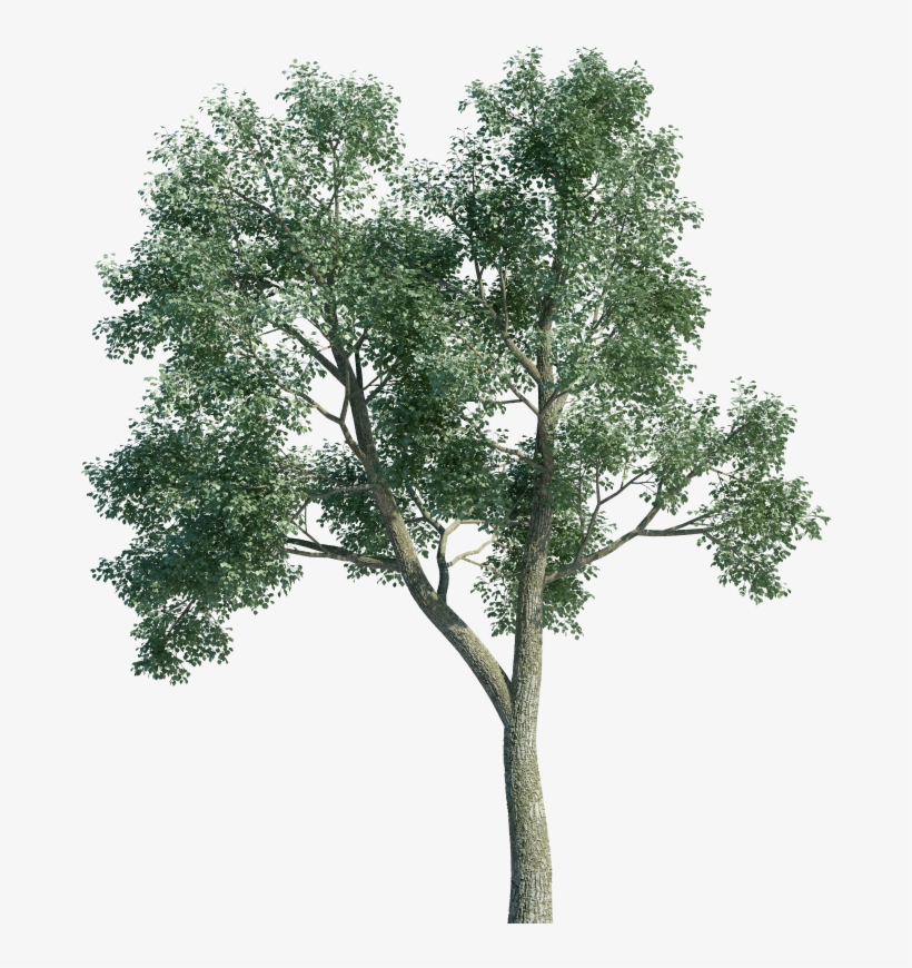 Free 3d Tree Object - 1000x800 PNG Download - PNGkit