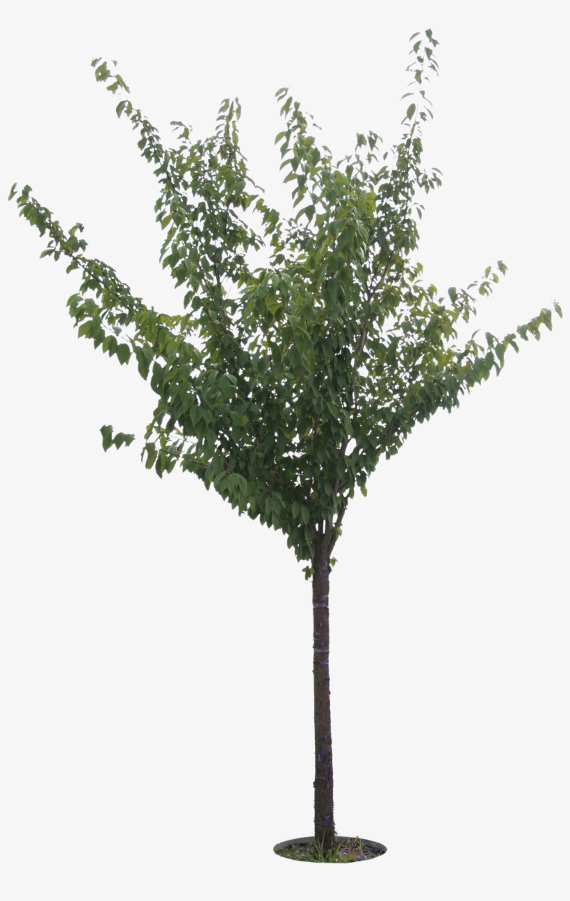 2d Trees - 2304x3456 PNG Download - PNGkit